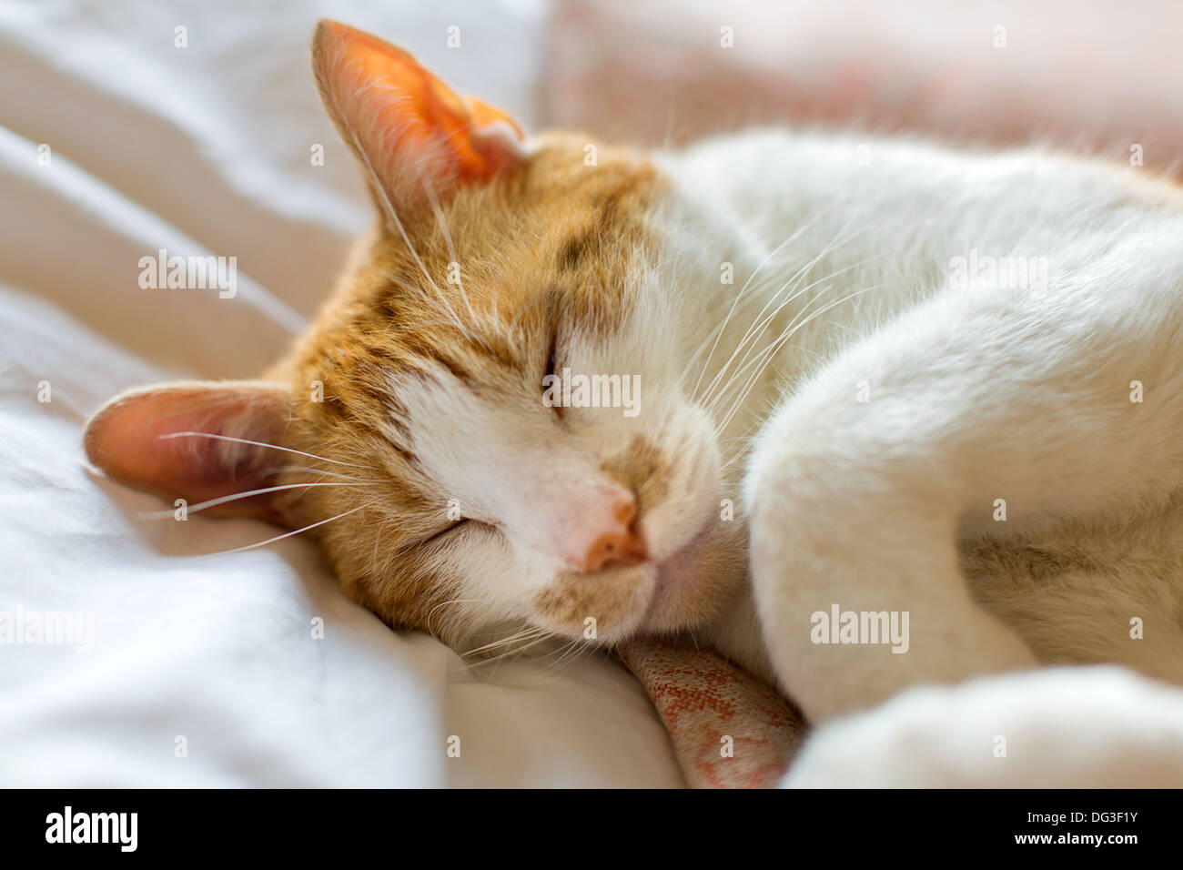Freundlich zu schlafen -Fotos und -Bildmaterial in hoher Auflösung – Alamy