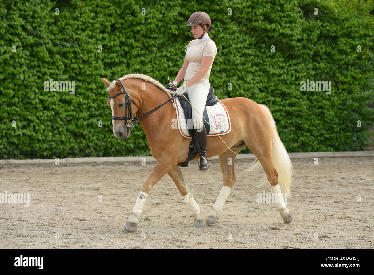 Dressurreiten Trott auf Haflinger-Pferd mit Kandare Stockfotografie - Alamy