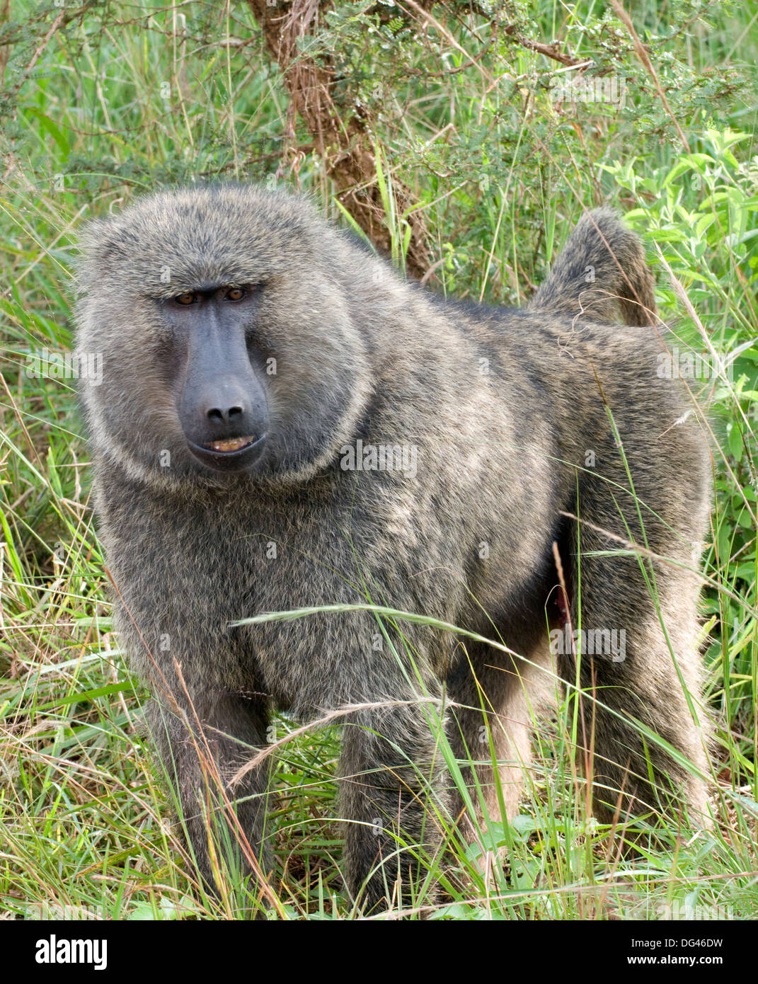Alpha männliche Olive (Anubis) Pavian Papio Anubis Cercopithecinae ...