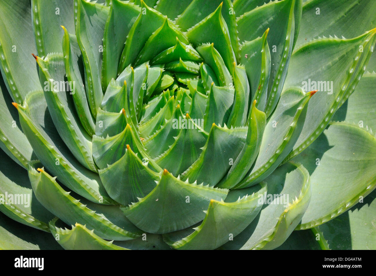 Aloe polyphylla -Fotos und -Bildmaterial in hoher Auflösung – Alamy