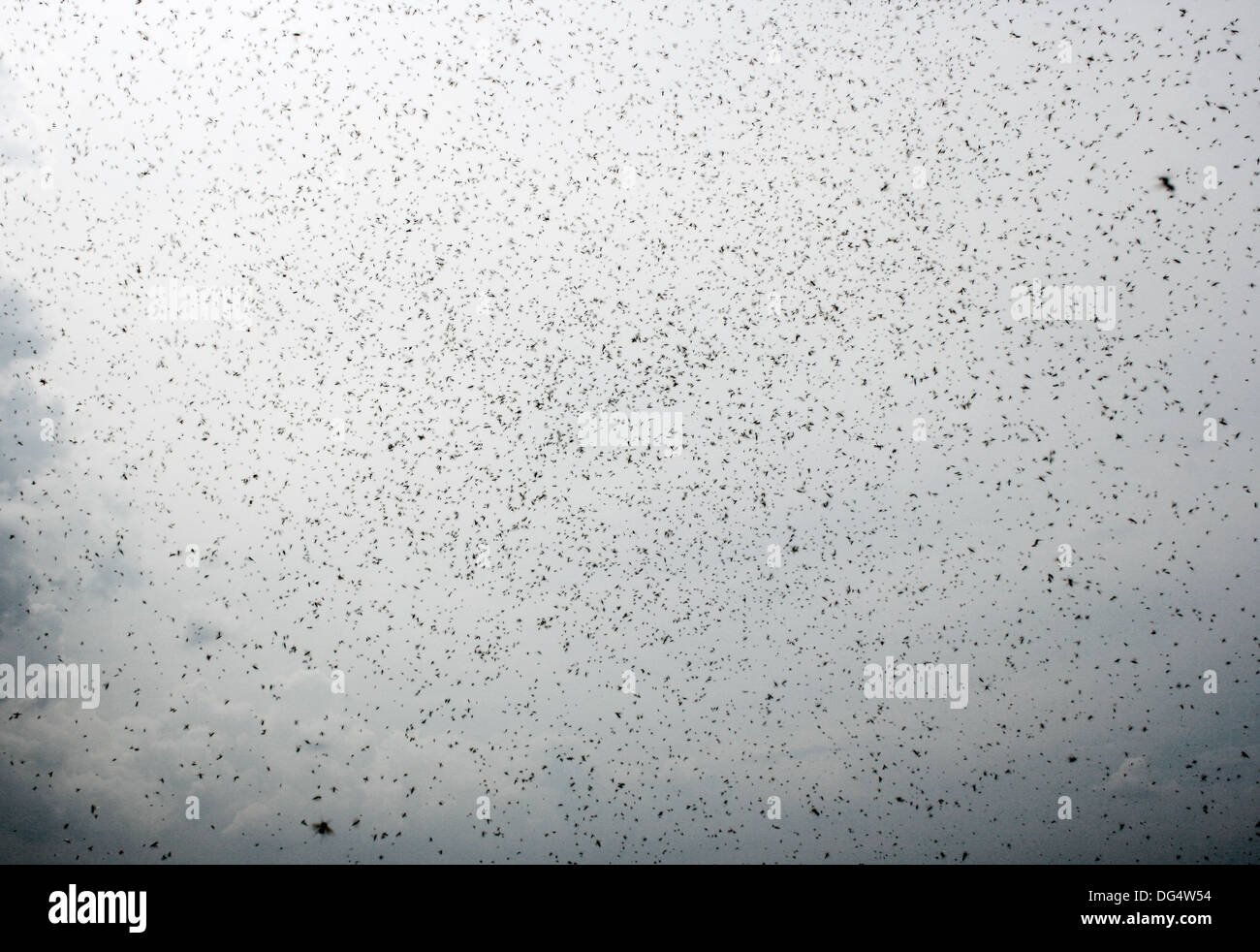 Swarming insects -Fotos und -Bildmaterial in hoher Auflösung – Alamy
