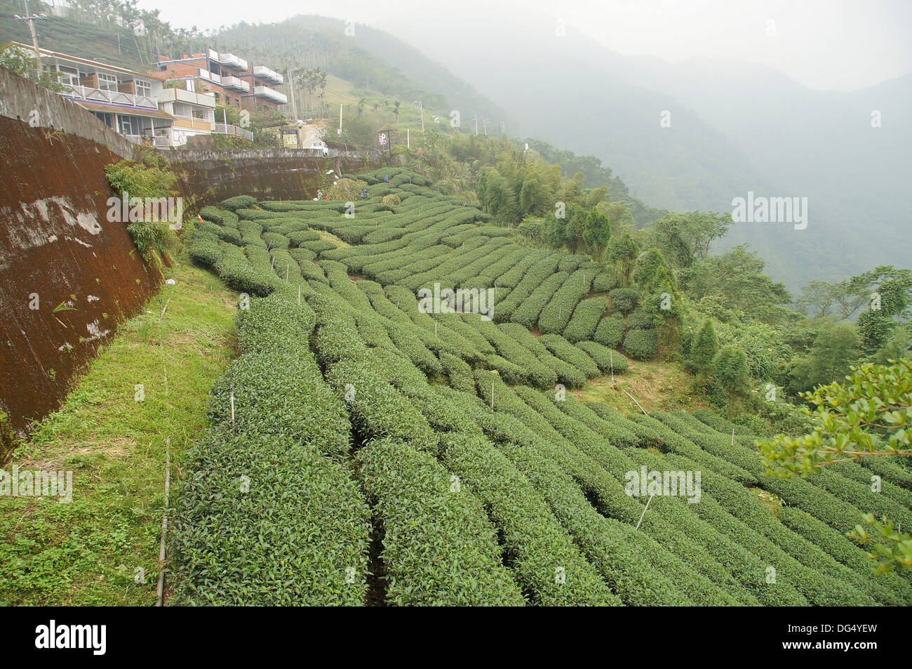 Tea Field Stockfotos & Tea Field Bilder - Alamy