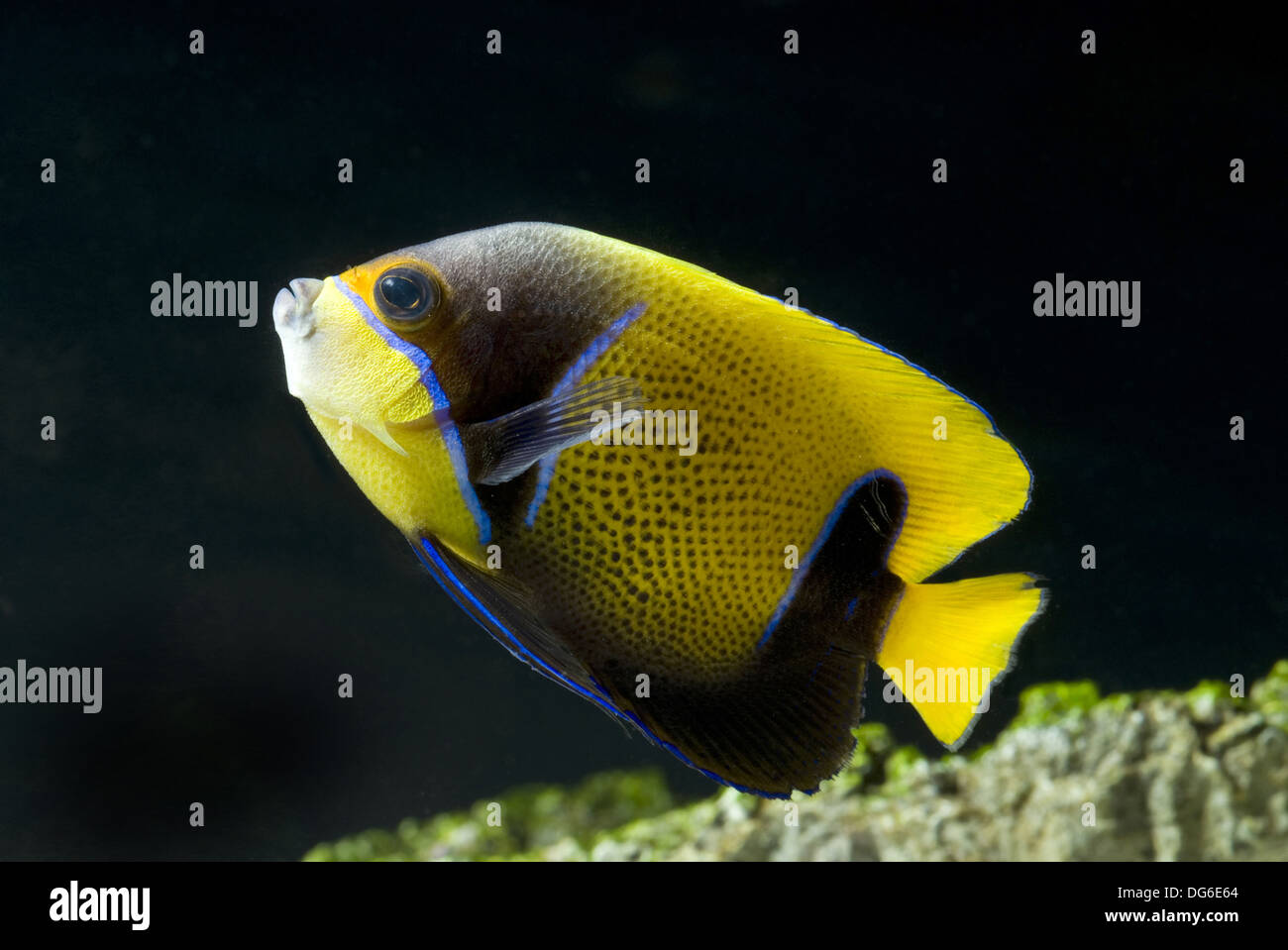 Blaugoldene kaiserfische -Fotos und -Bildmaterial in hoher Auflösung ...