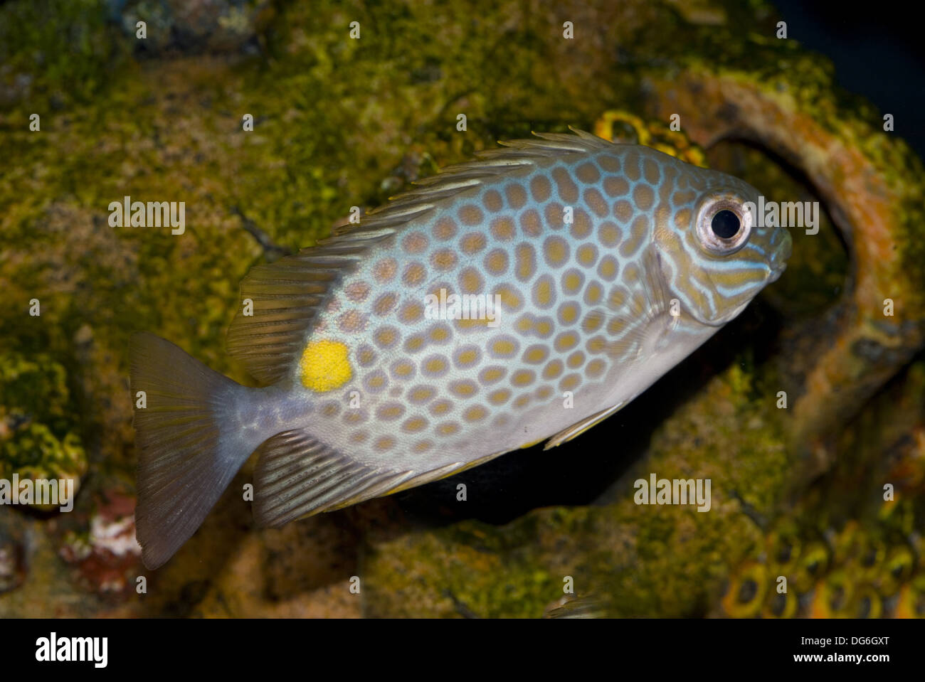 Orangefarbener spinefoot -Fotos und -Bildmaterial in hoher Auflösung ...