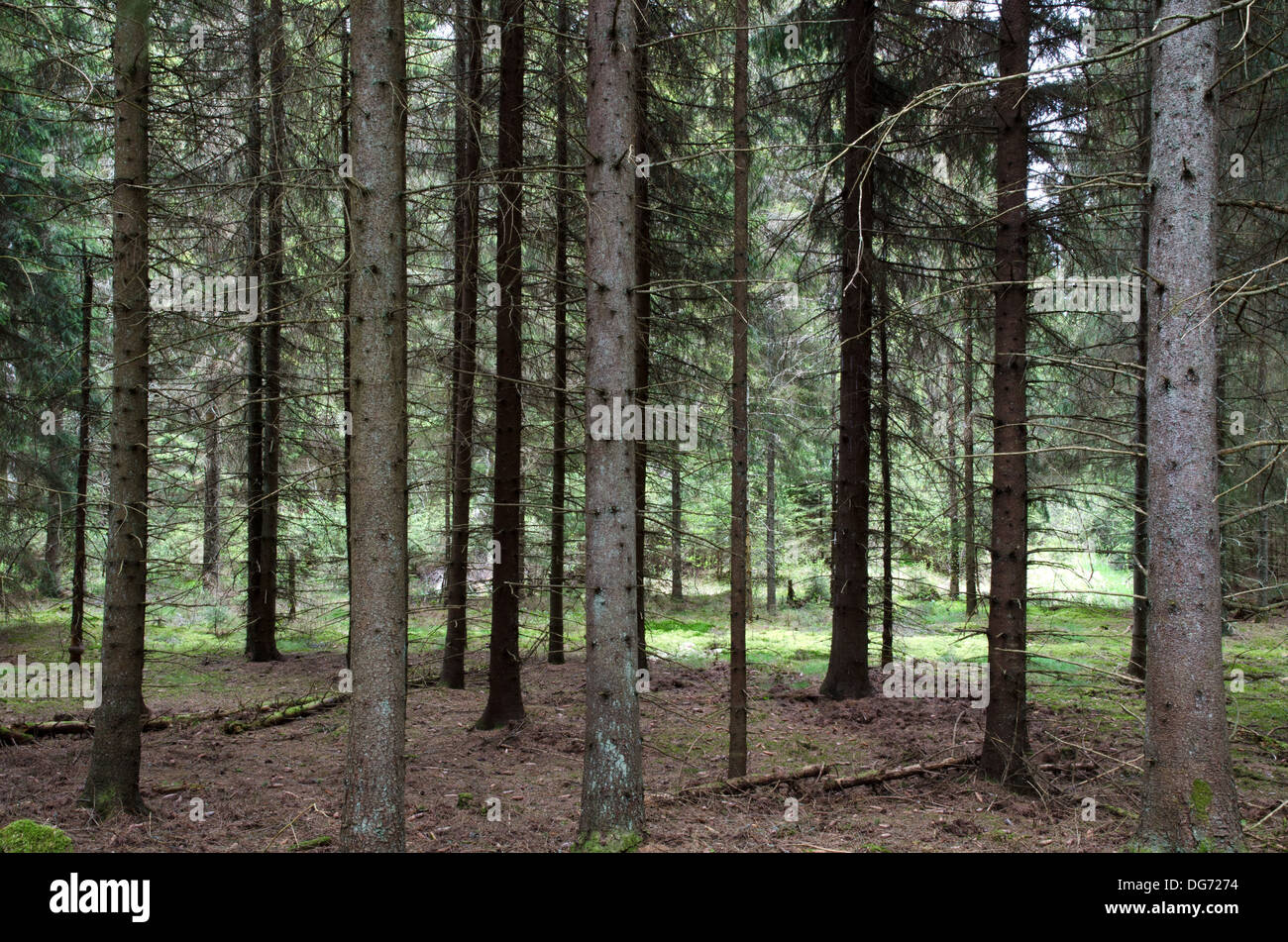 Fichte wurzel -Fotos und -Bildmaterial in hoher Auflösung – Alamy