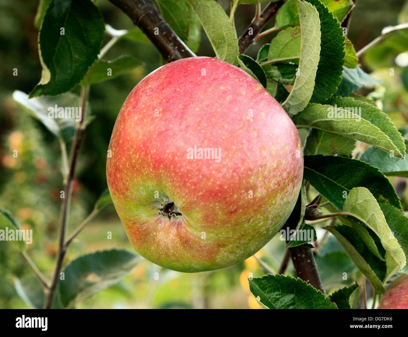 Malus Sorten Uk Stockfotos und -bilder Kaufen - Alamy