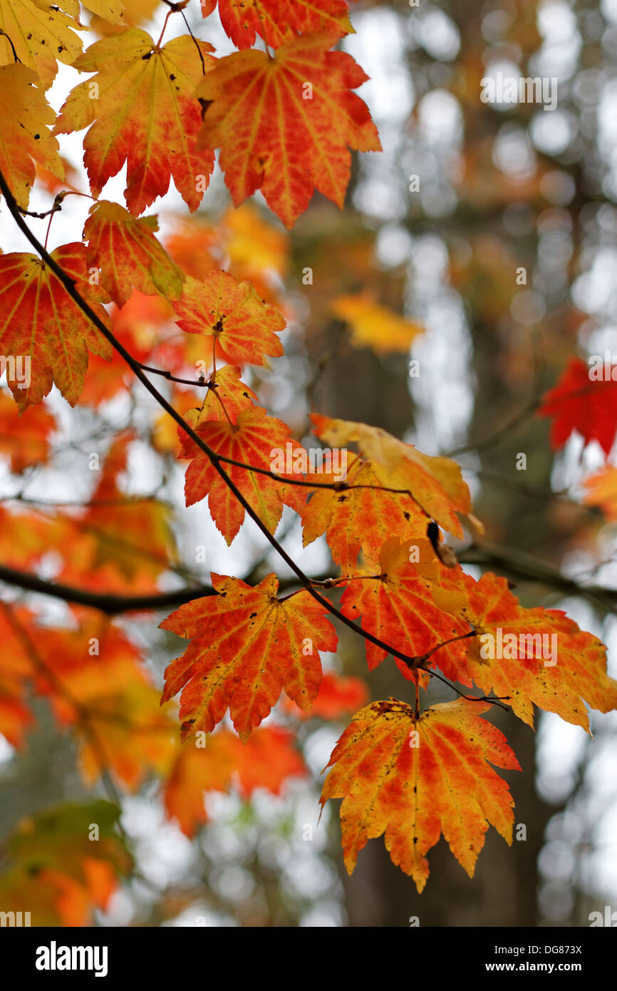 Japanischer ahornbaum -Fotos und -Bildmaterial in hoher Auflösung – Alamy