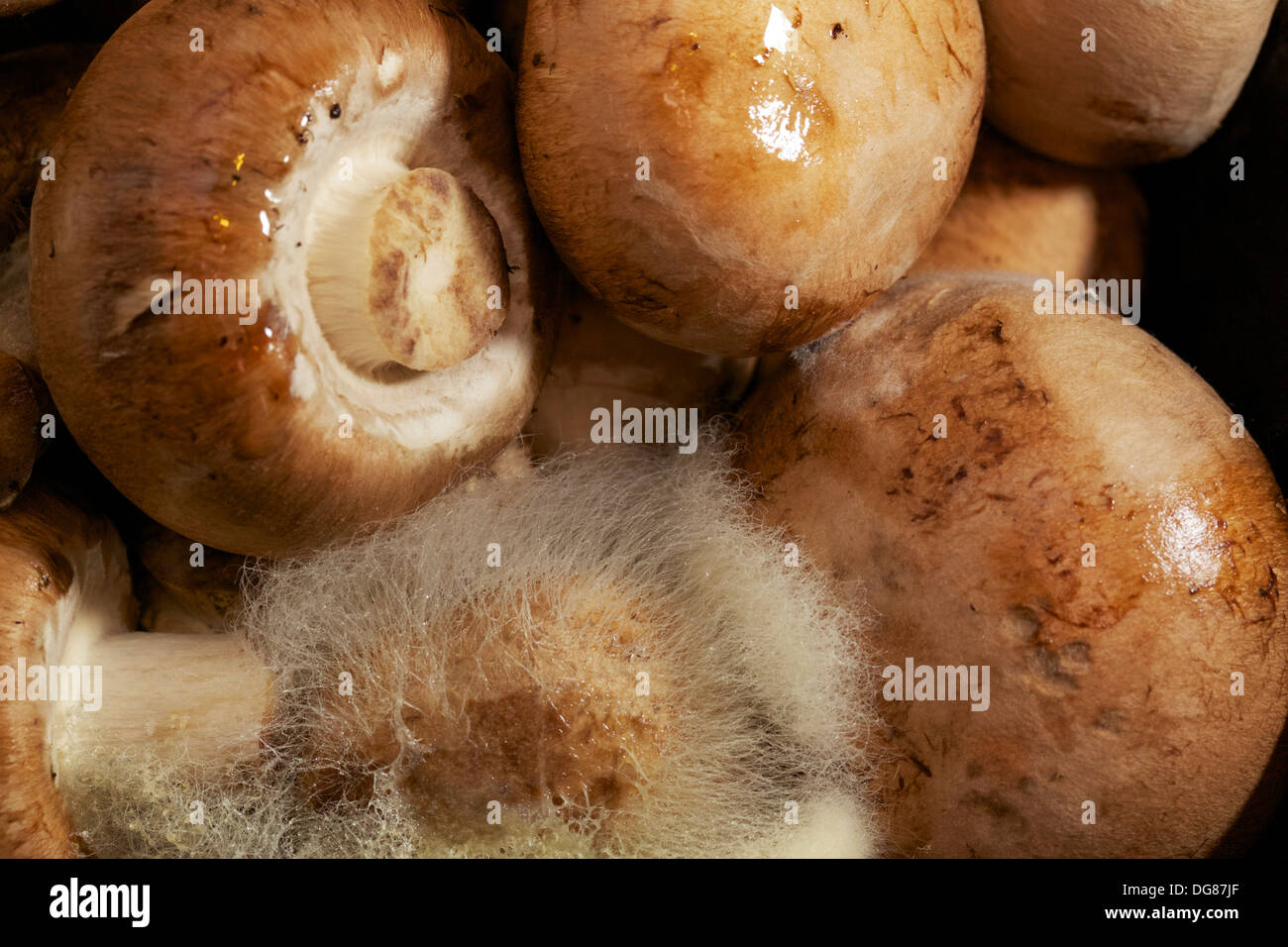 Hyphen pilze Stockfotos und -bilder Kaufen - Alamy