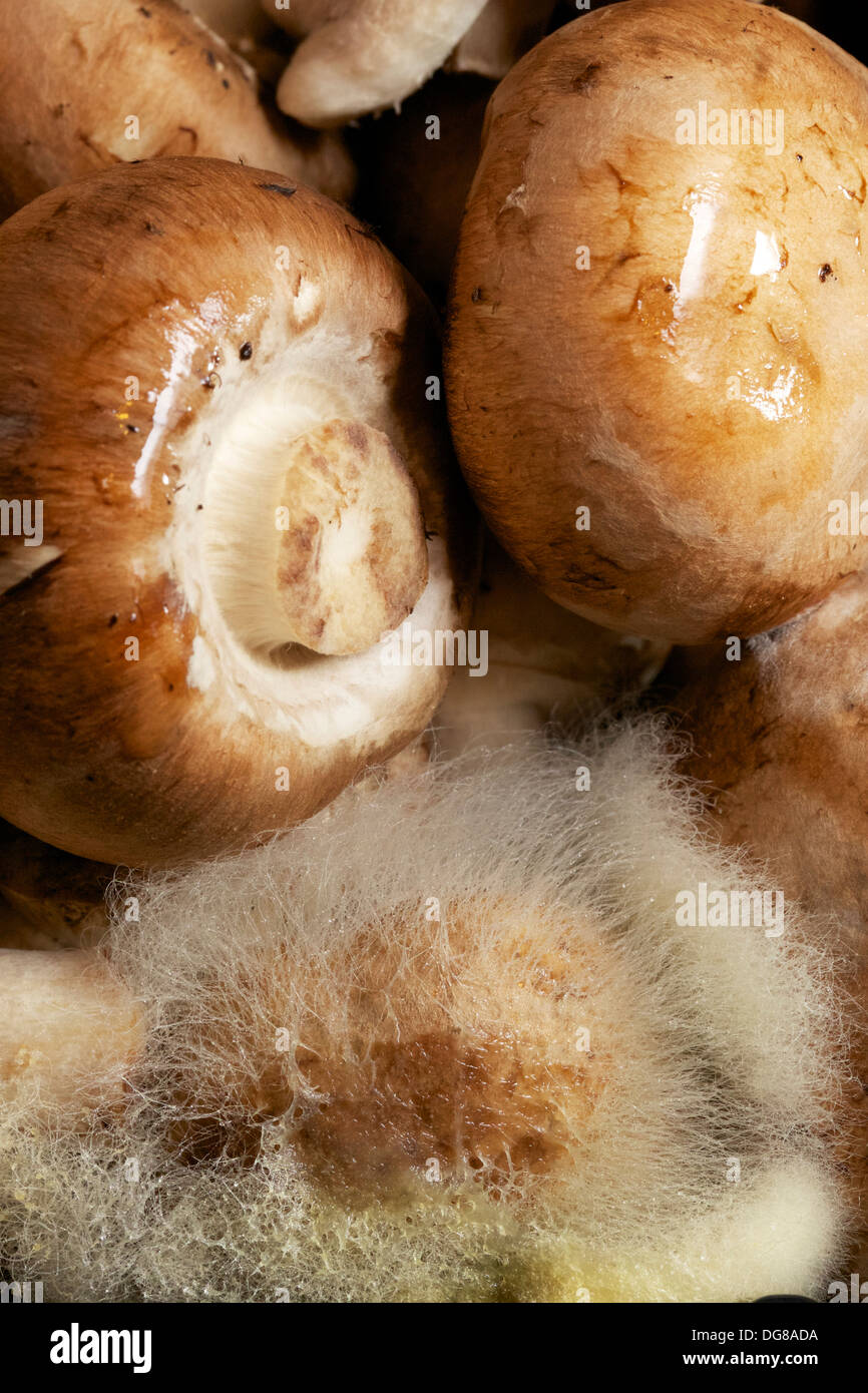 Hyphen pilze -Fotos und -Bildmaterial in hoher Auflösung – Alamy