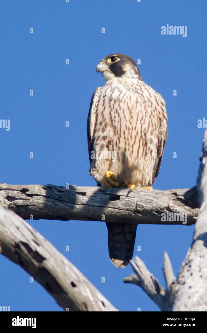 Falken arten -Fotos und -Bildmaterial in hoher Auflösung – Alamy