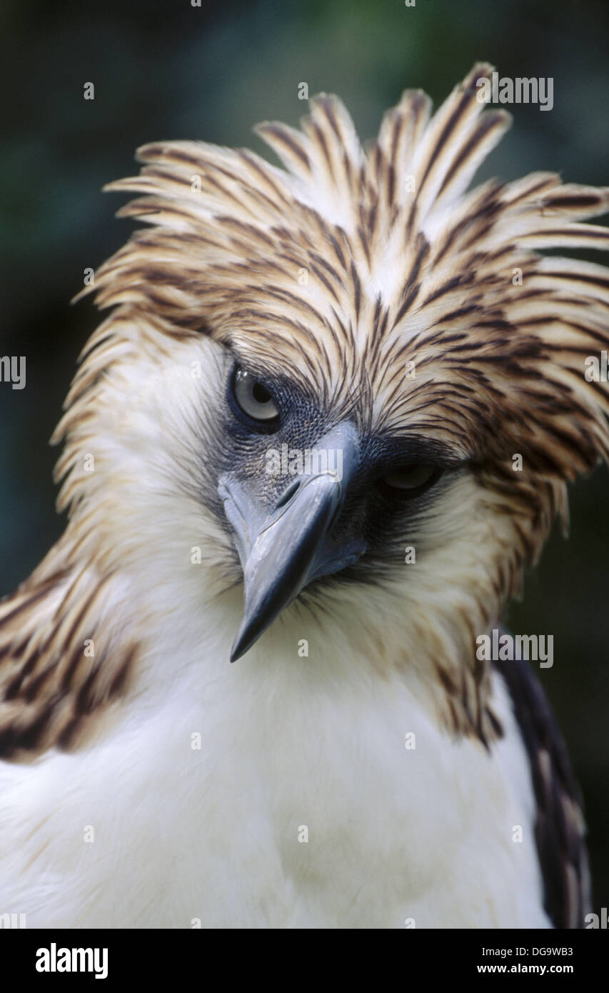 Philippine eagle pithecophaga jefferyi philippines eagle -Fotos und ...
