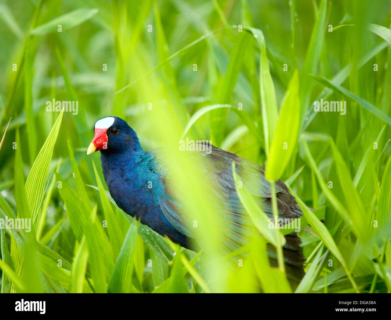 Tortuguero lila vogel -Fotos und -Bildmaterial in hoher Auflösung – Alamy