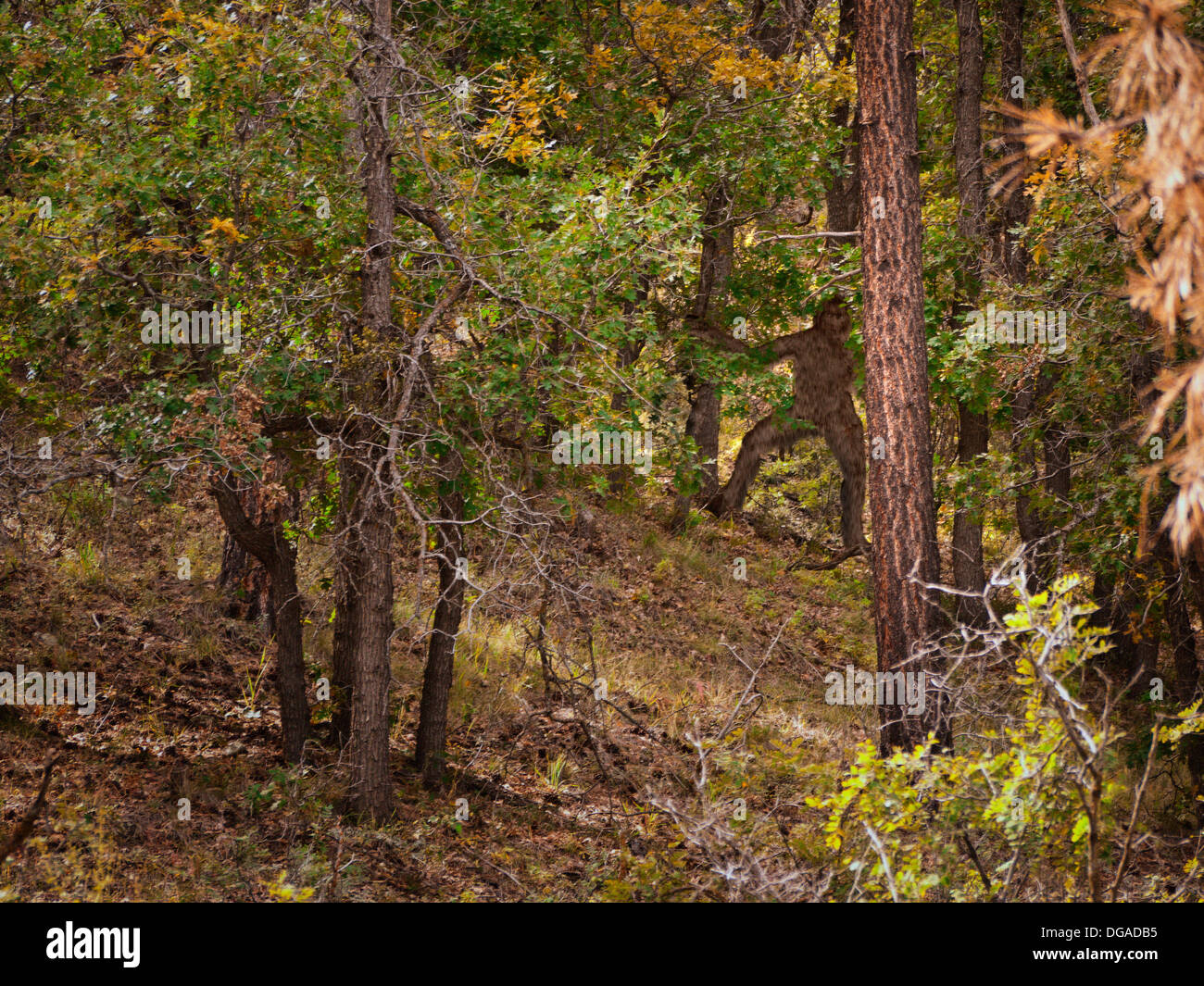 Sasquatch sichtung -Fotos und -Bildmaterial in hoher Auflösung – Alamy