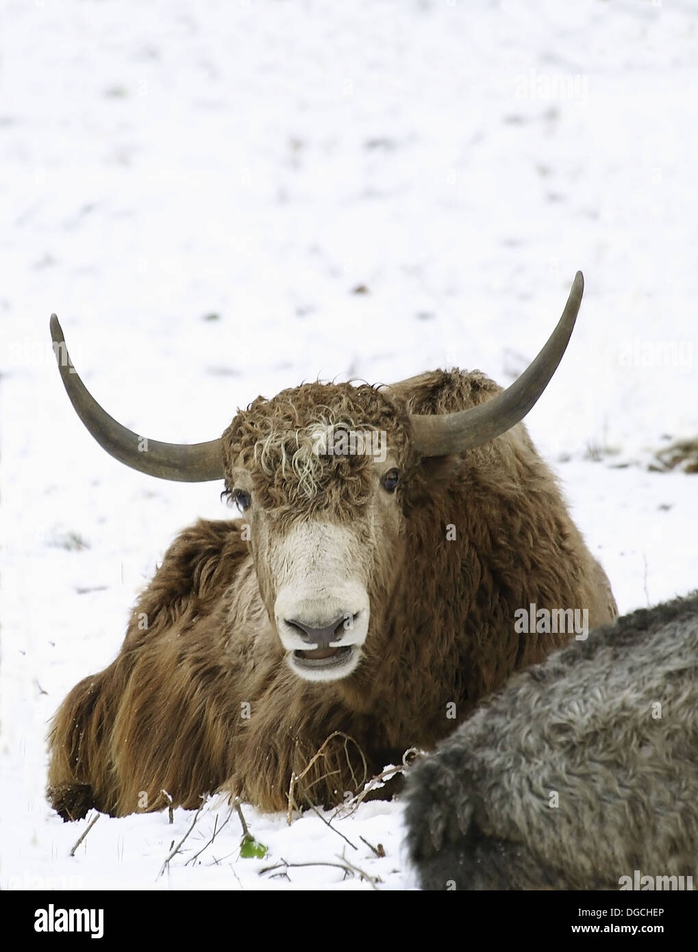 Bos mutus schnee -Fotos und -Bildmaterial in hoher Auflösung – Alamy
