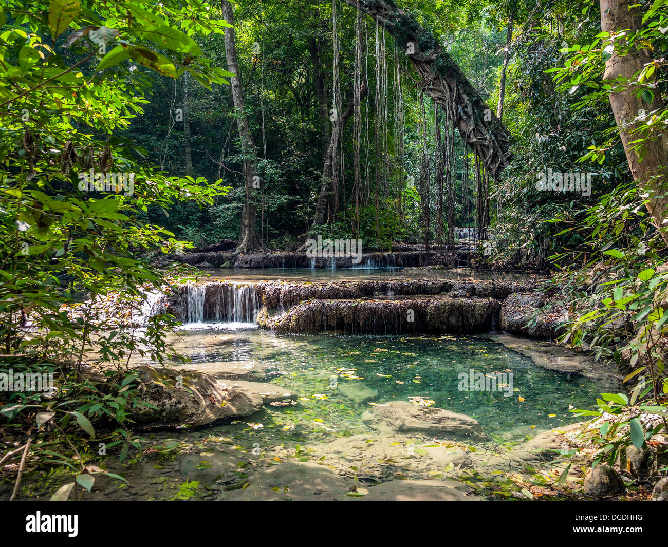 Lianen im Regenwald. Erawan Nationalpark in Thailand Stockfotografie ...