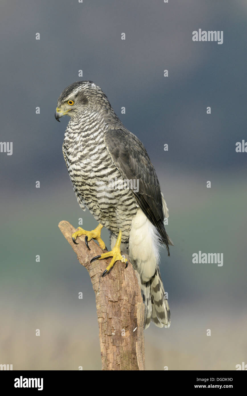 Accipiter gentilis bird goshawk habicht -Fotos und -Bildmaterial in ...