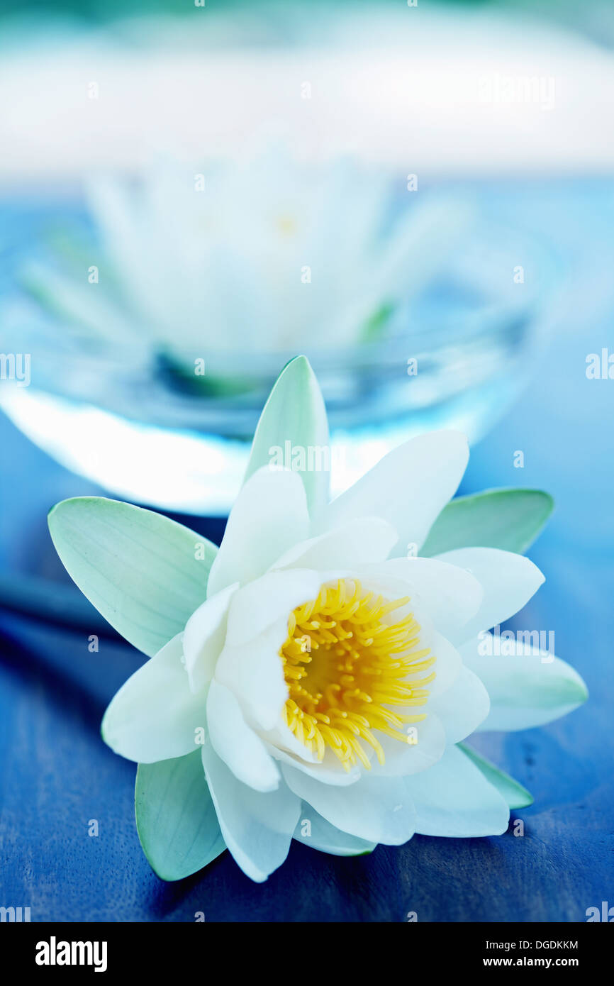 White lotus -Fotos und -Bildmaterial in hoher Auflösung - Seite 3 - Alamy