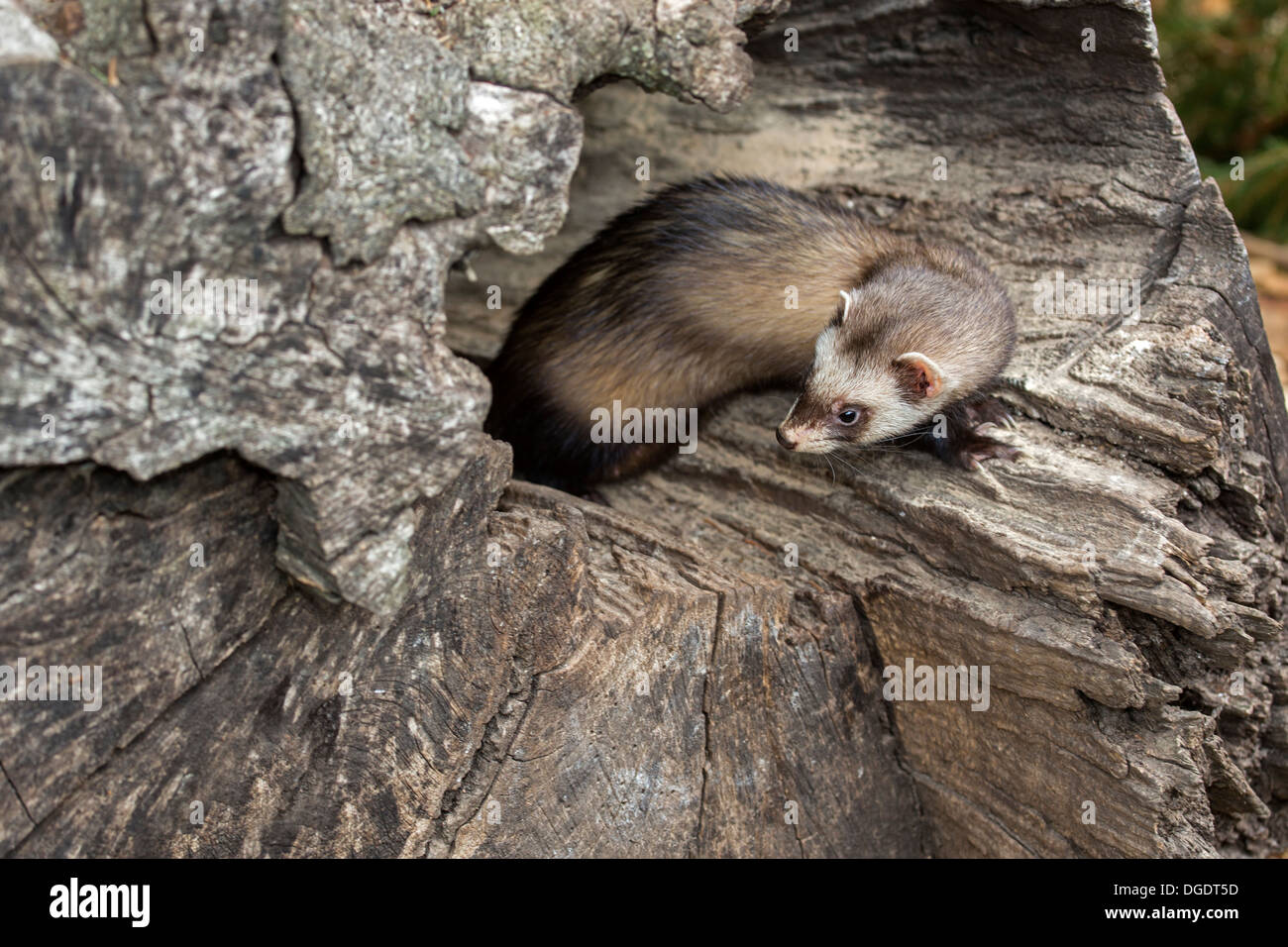 Europaischer wald iltis -Fotos und -Bildmaterial in hoher Auflösung – Alamy