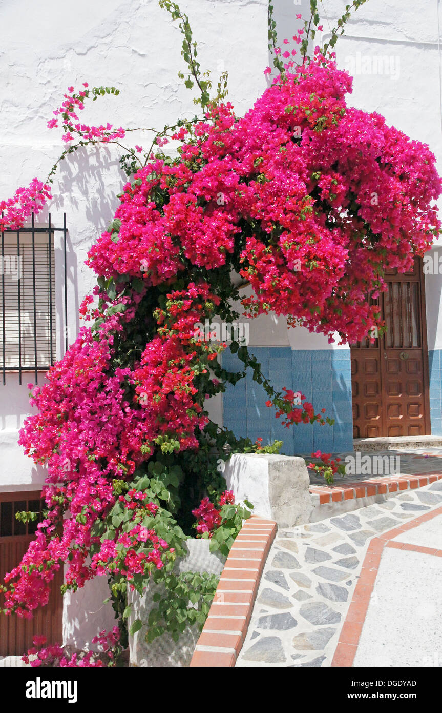 Costa del sol andalusien spanien rote blumen -Fotos und -Bildmaterial ...