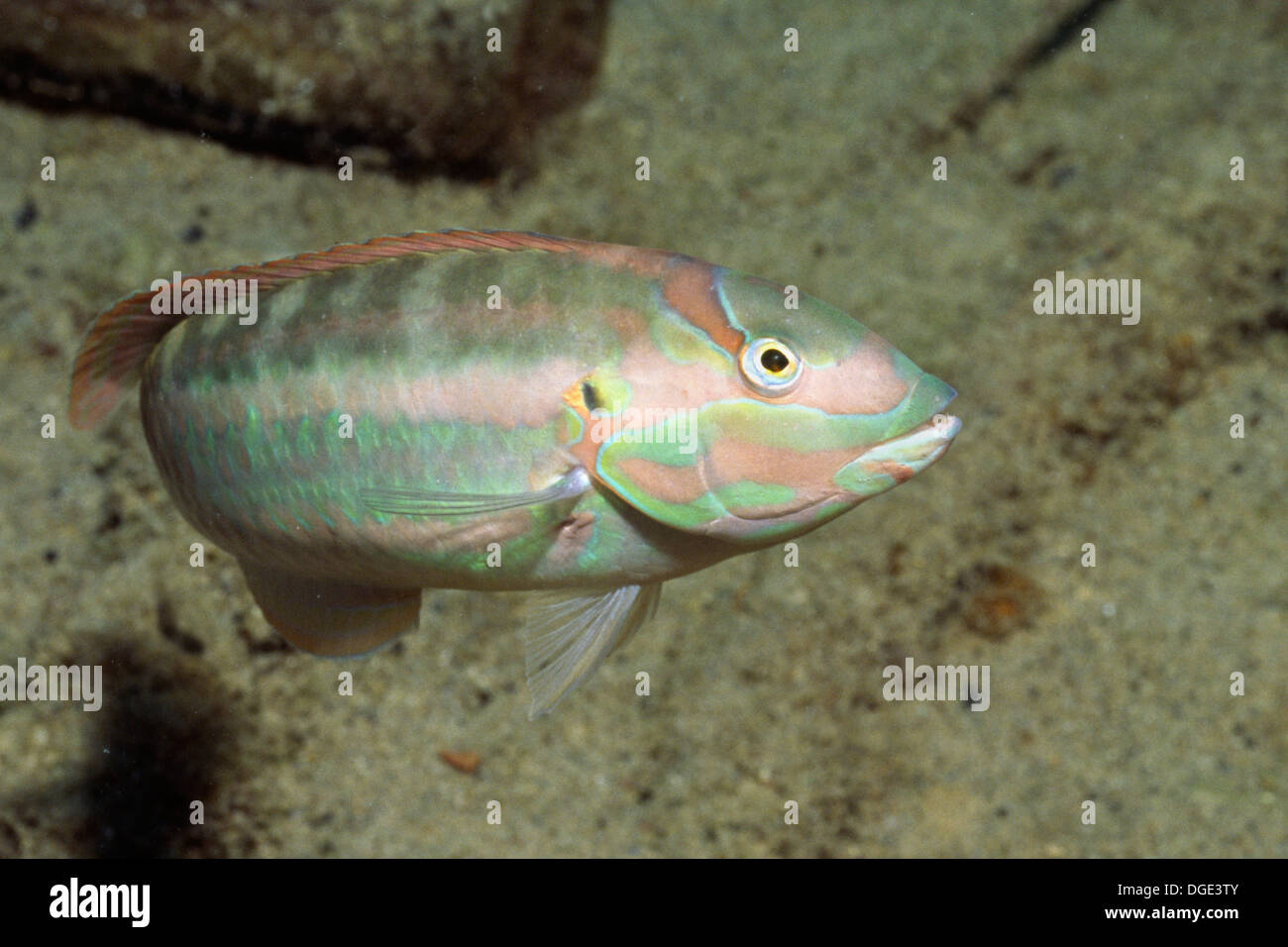 Arten radiatus -Fotos und -Bildmaterial in hoher Auflösung – Alamy