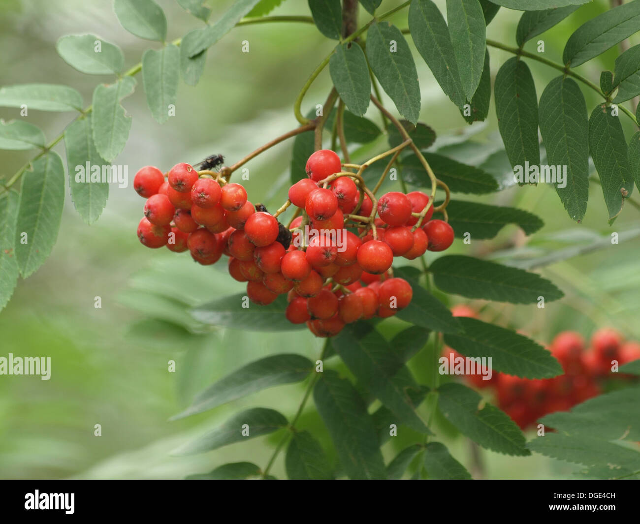 Sorbus aucuparia eberesche Stockfotos und -bilder Kaufen - Alamy