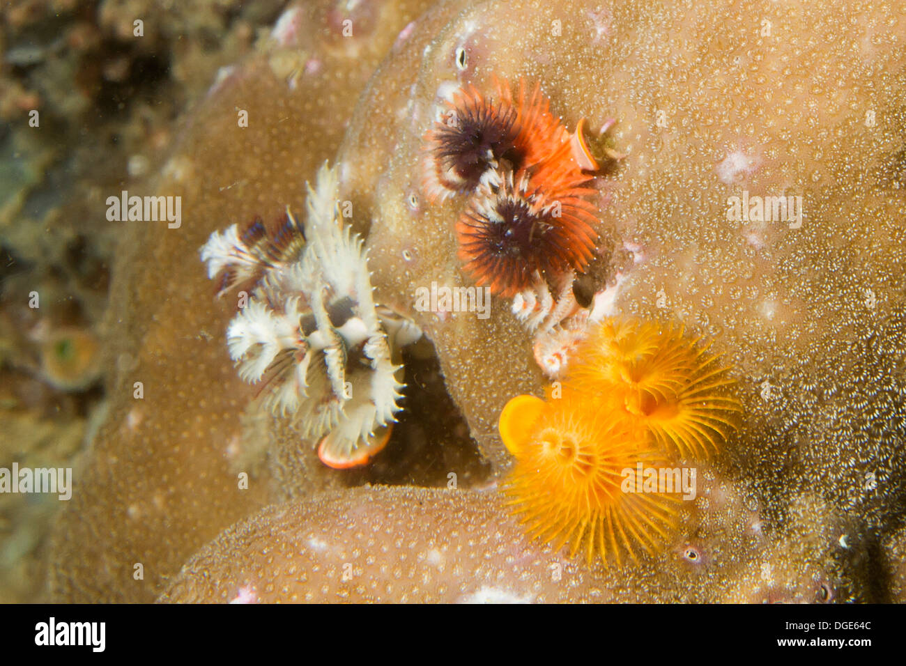 Christmas tree worm spirobranchus sp -Fotos und -Bildmaterial in hoher ...