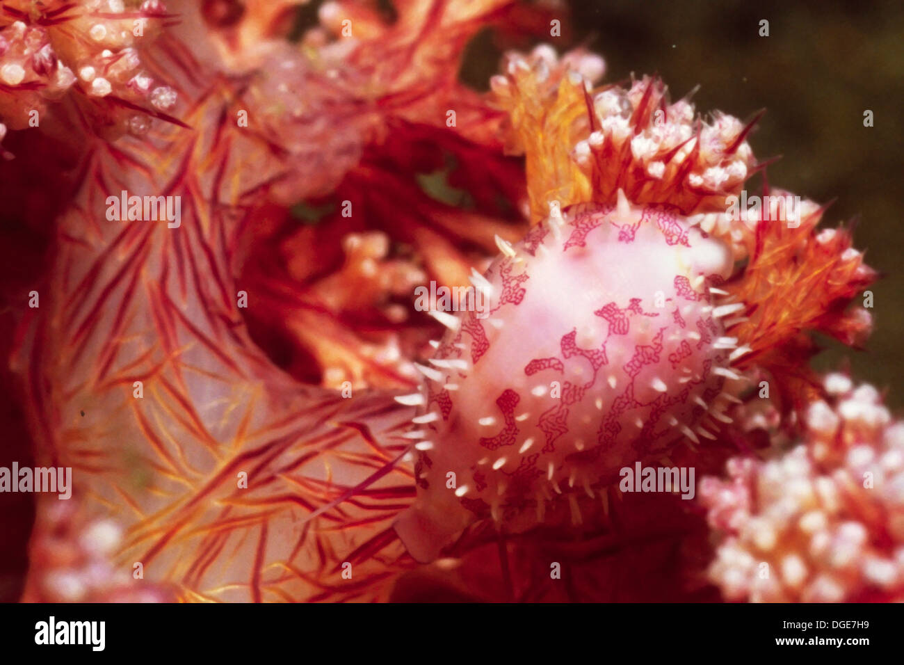 Diminovula stigma -Fotos und -Bildmaterial in hoher Auflösung – Alamy