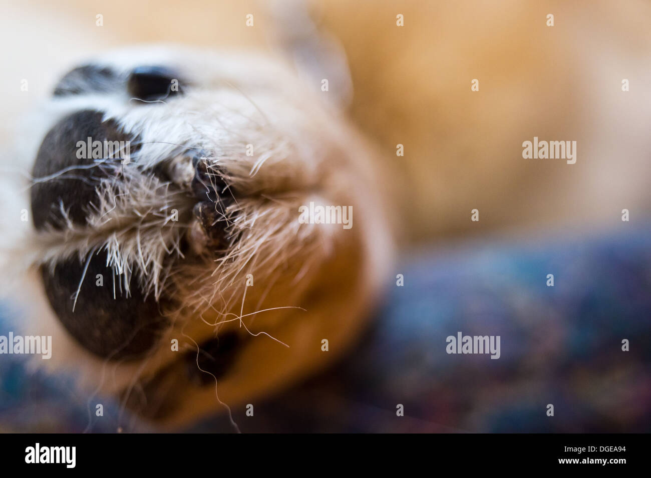 Dog leg -Fotos und -Bildmaterial in hoher Auflösung – Alamy