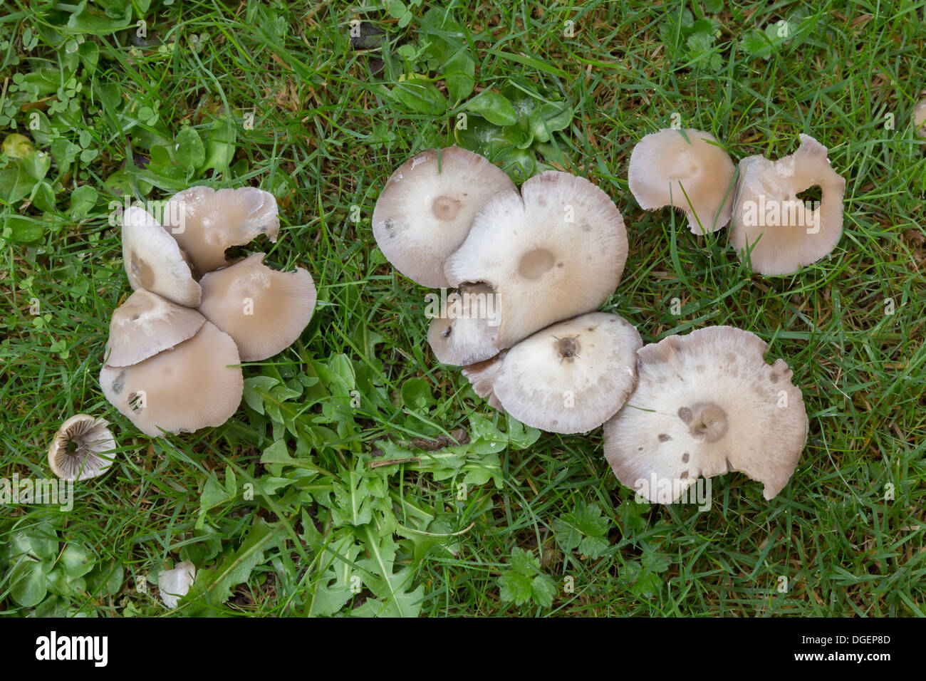 Pilze Im Rasen Stockfotos und -bilder Kaufen - Alamy