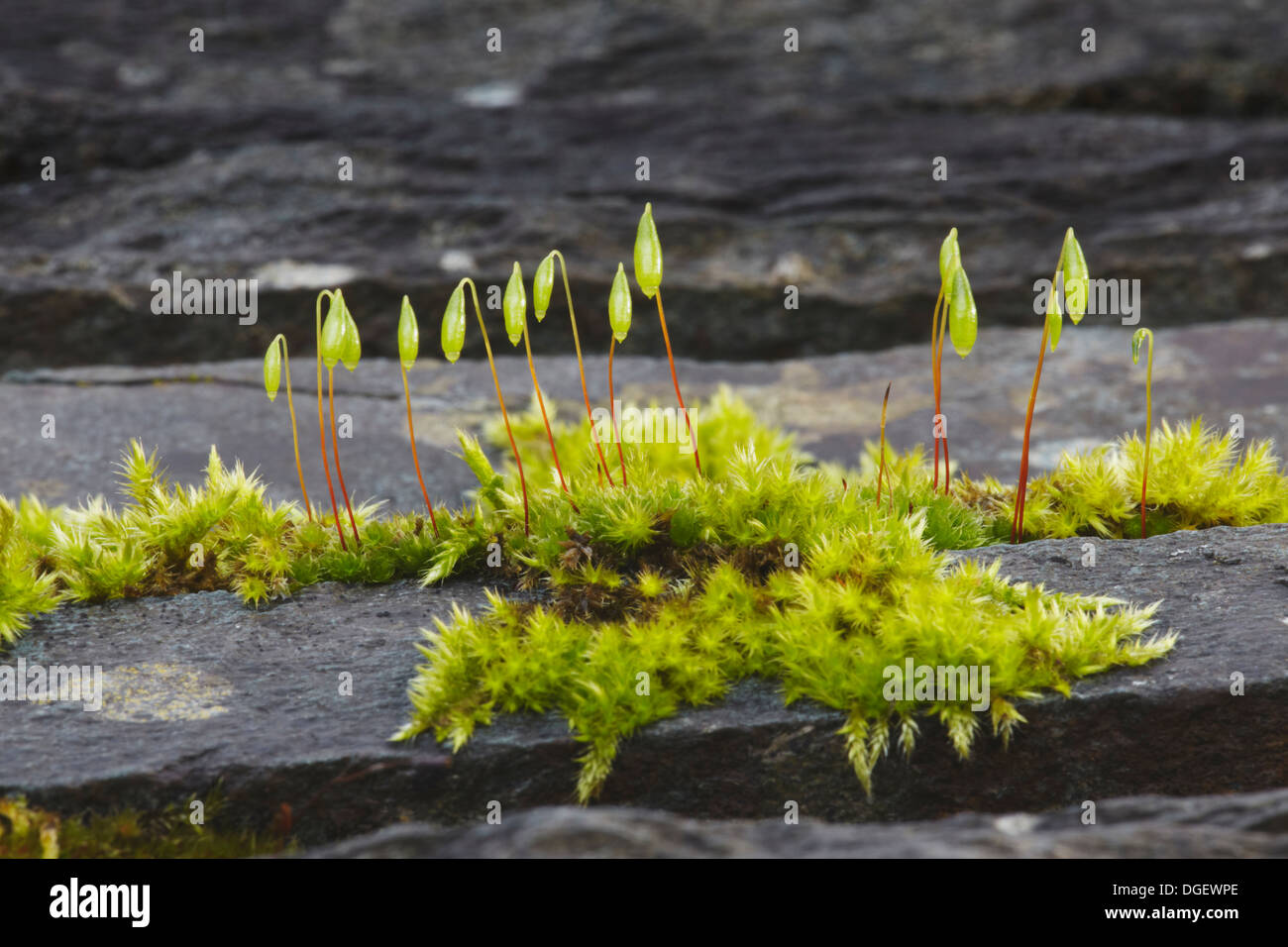 Bryum Moos Stockfotos und -bilder Kaufen - Alamy