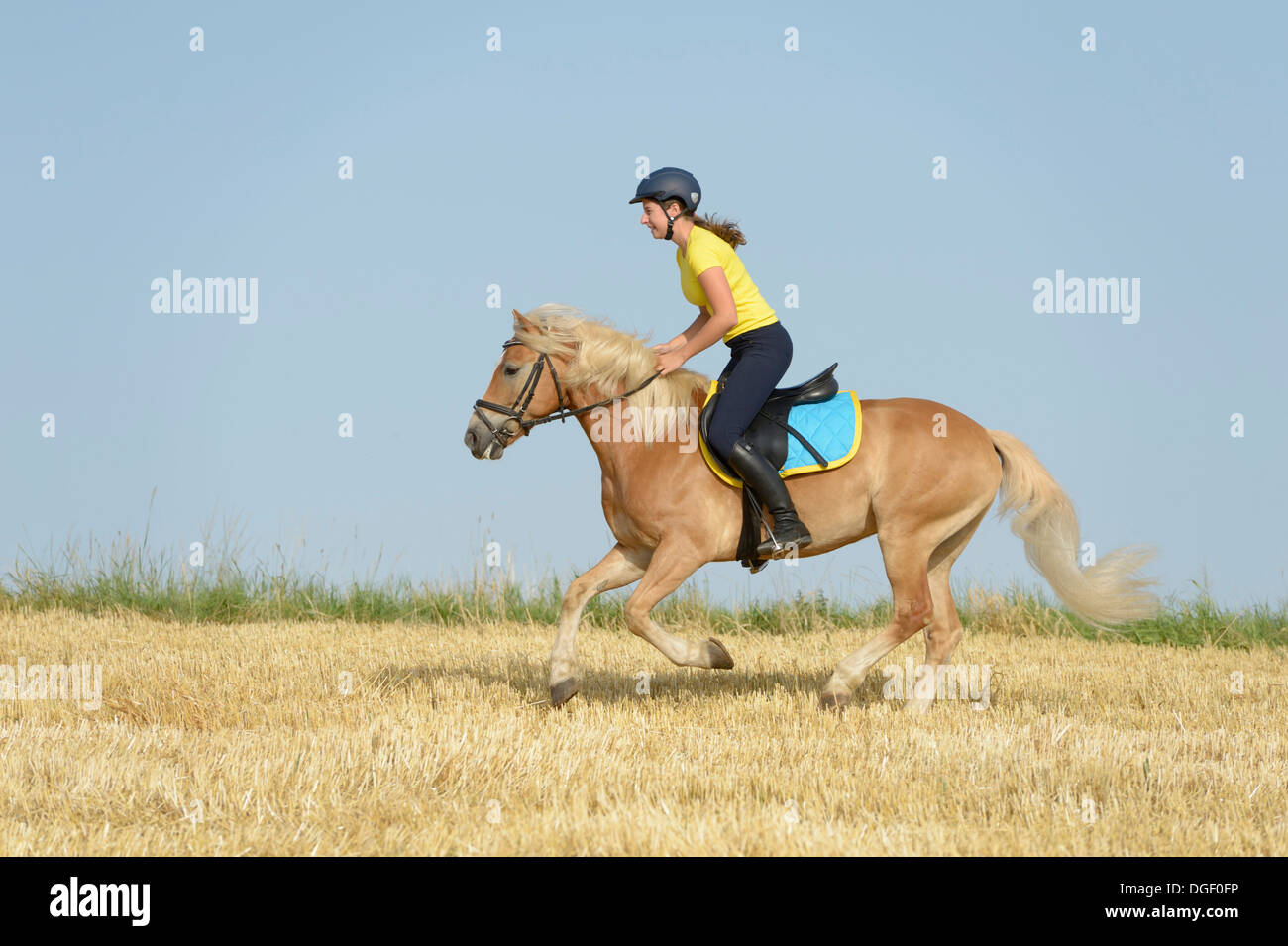 Pferd ponys pony galopp galoppierenden galopp galoppieren -Fotos und -Bildmaterial in hoher ...