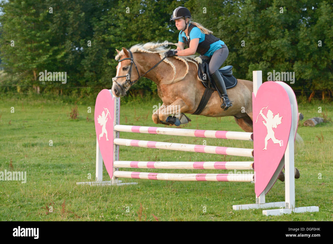 Springreiten haflinger -Fotos und -Bildmaterial in hoher Auflösung – Alamy