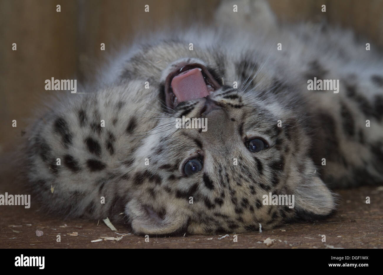 Baby schneeleopard -Fotos und -Bildmaterial in hoher Auflösung – Alamy