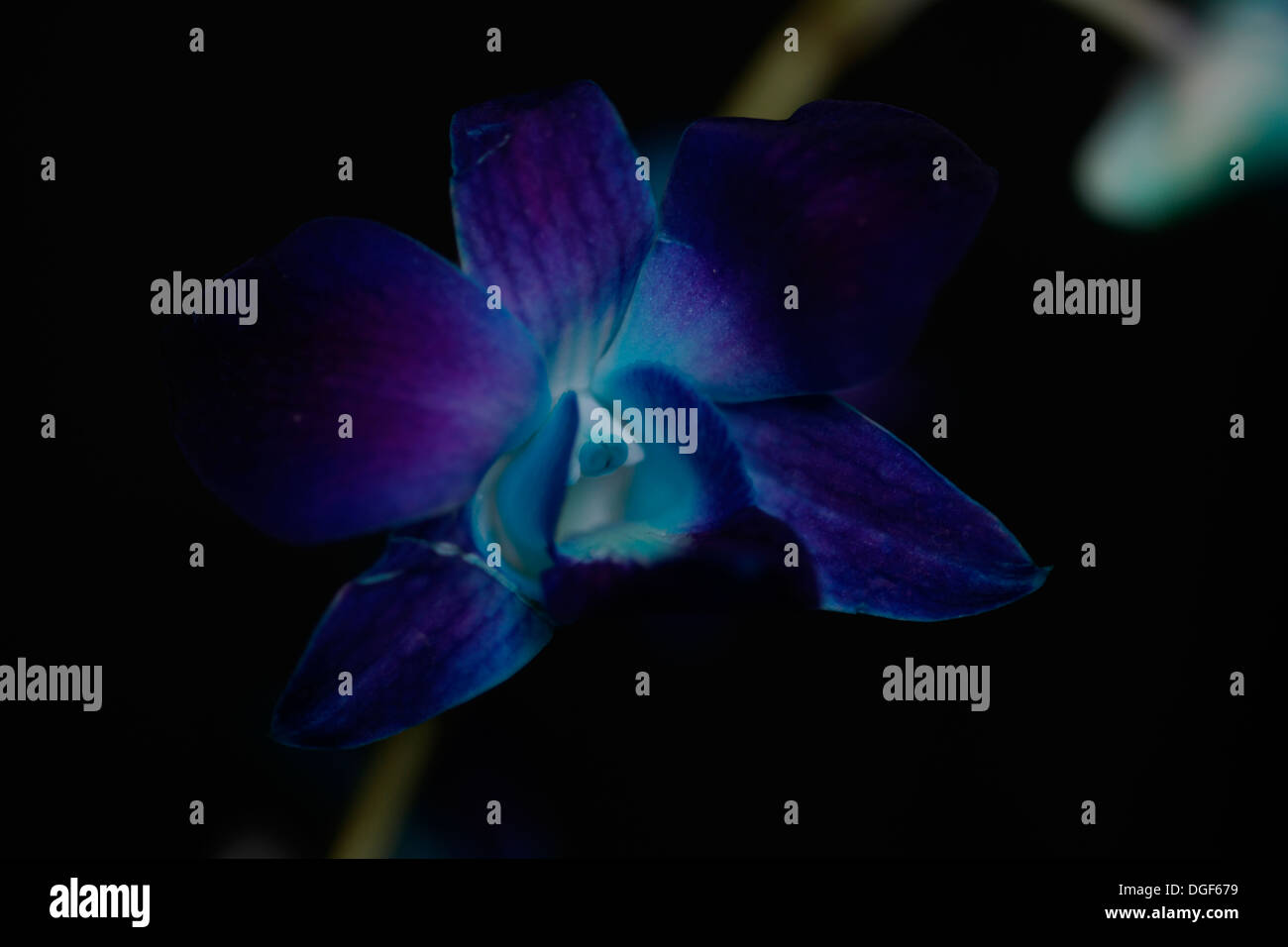 Blaue bom dendrobium orchidee -Fotos und -Bildmaterial in hoher ...