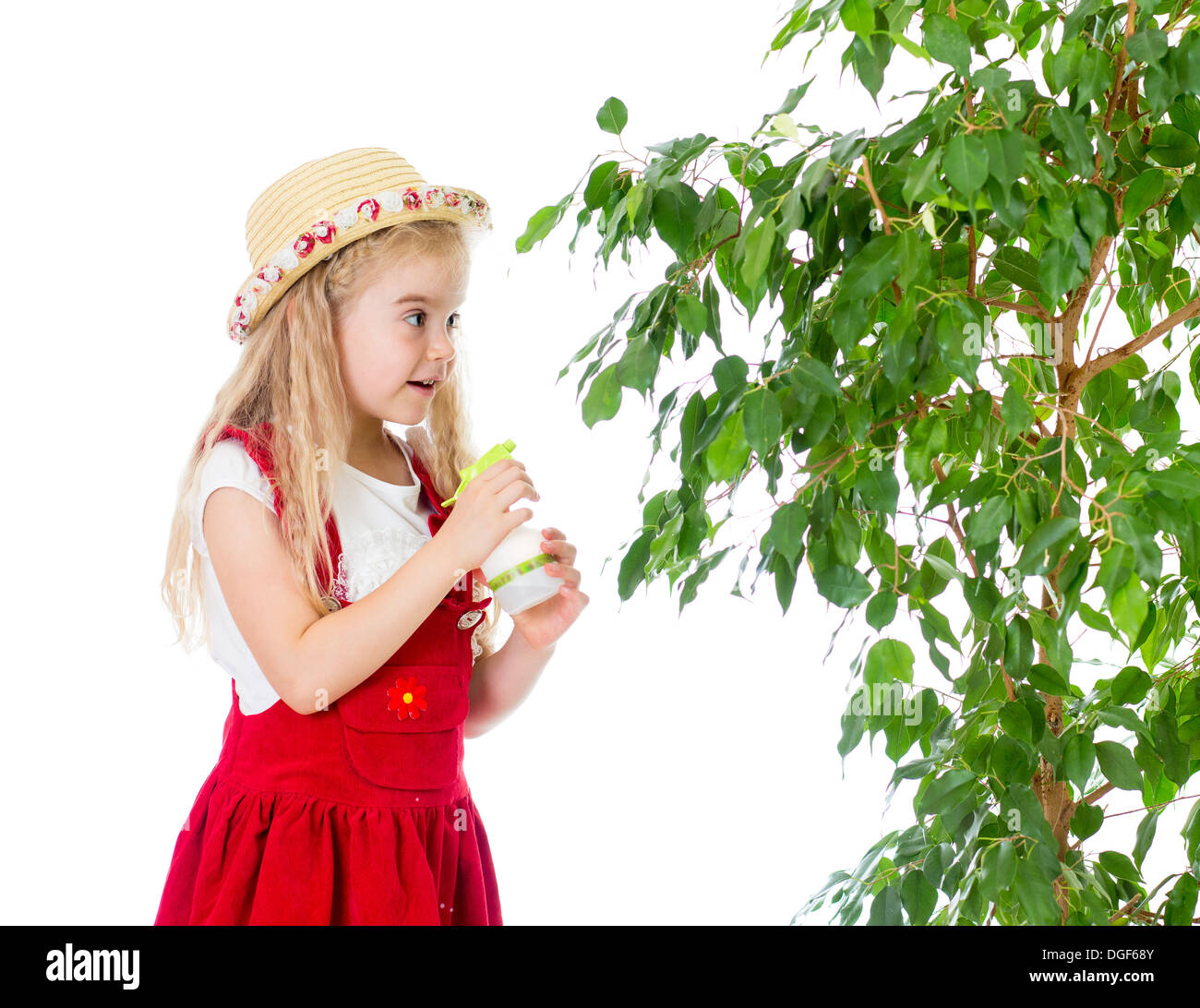 Pipal baum -Fotos und -Bildmaterial in hoher Auflösung – Alamy