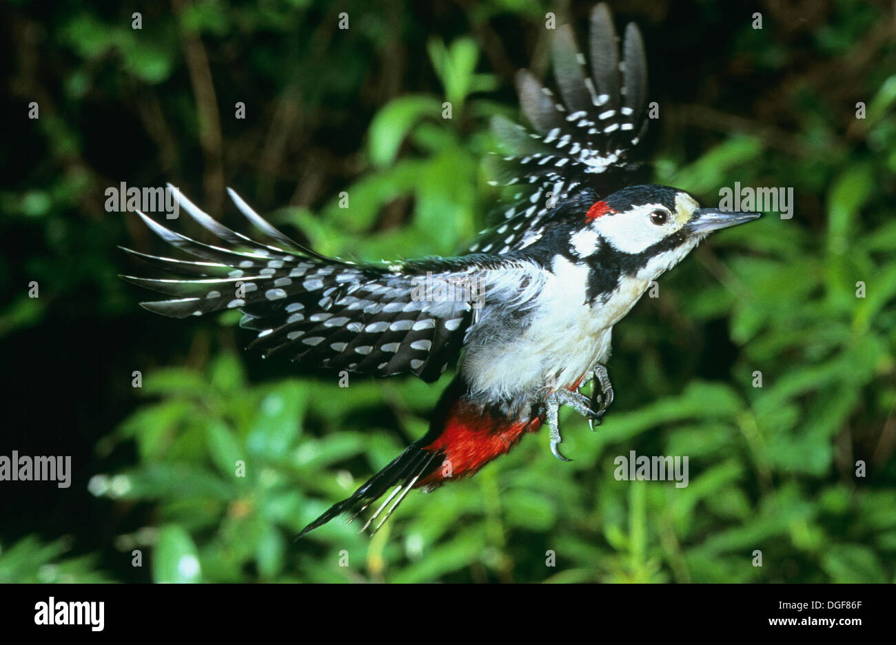 Buntspecht, Männlich, Flug, Buntspecht, Männchen, Flug, Flugbild ...