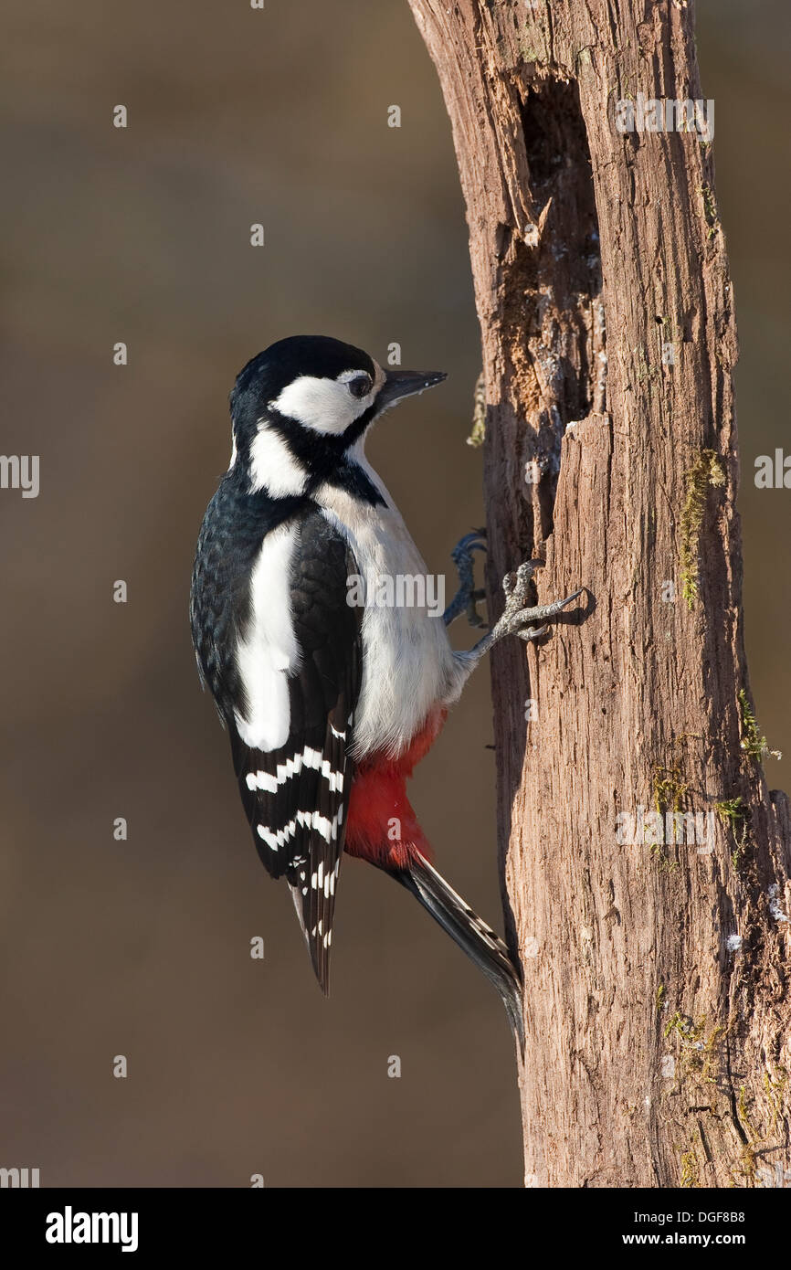 Buntspecht, Spechte, Weiblich, Buntspecht, Weibchen, Specht, Spechte ...