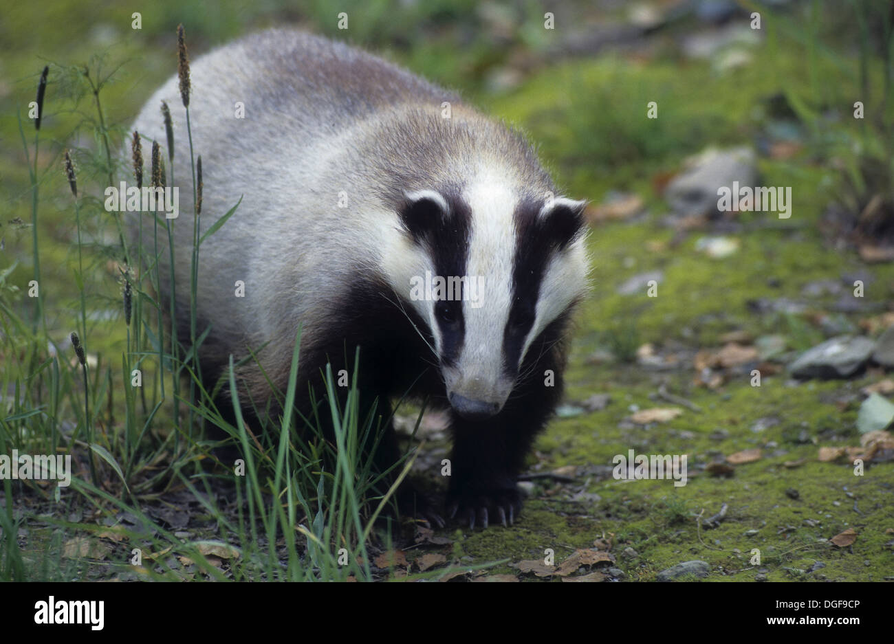 Von dachs -Fotos und -Bildmaterial in hoher Auflösung – Alamy