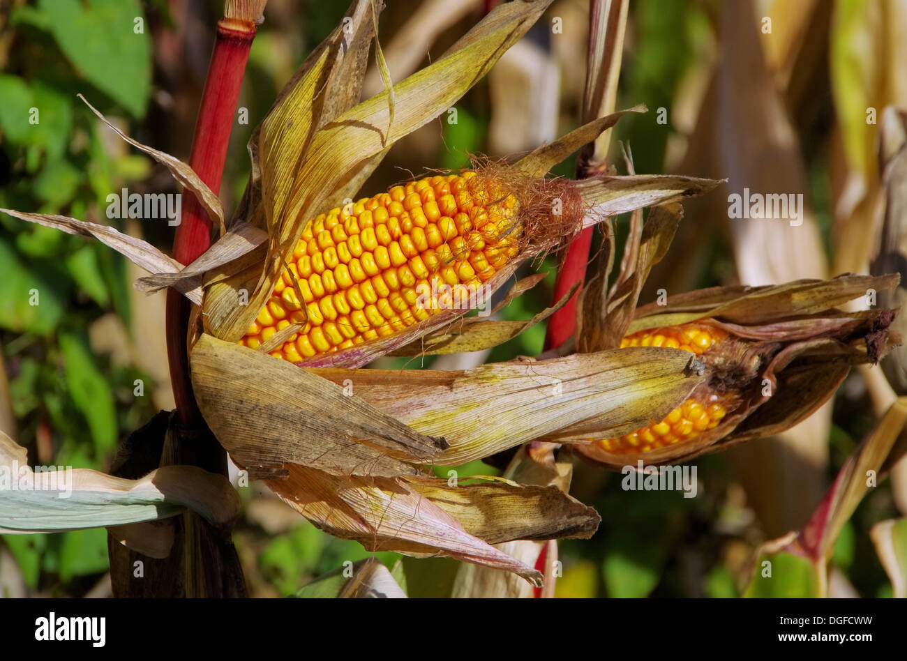 Indische maispflanze -Fotos und -Bildmaterial in hoher Auflösung – Alamy
