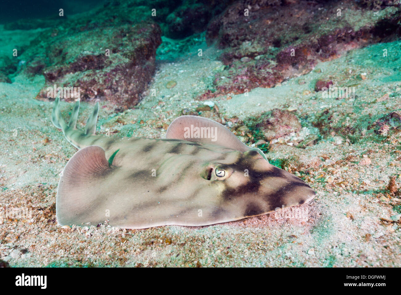 Banded Guitarfish, Zapteryx Exasperata, Marine Nationalpark Cabo Pulmo ...