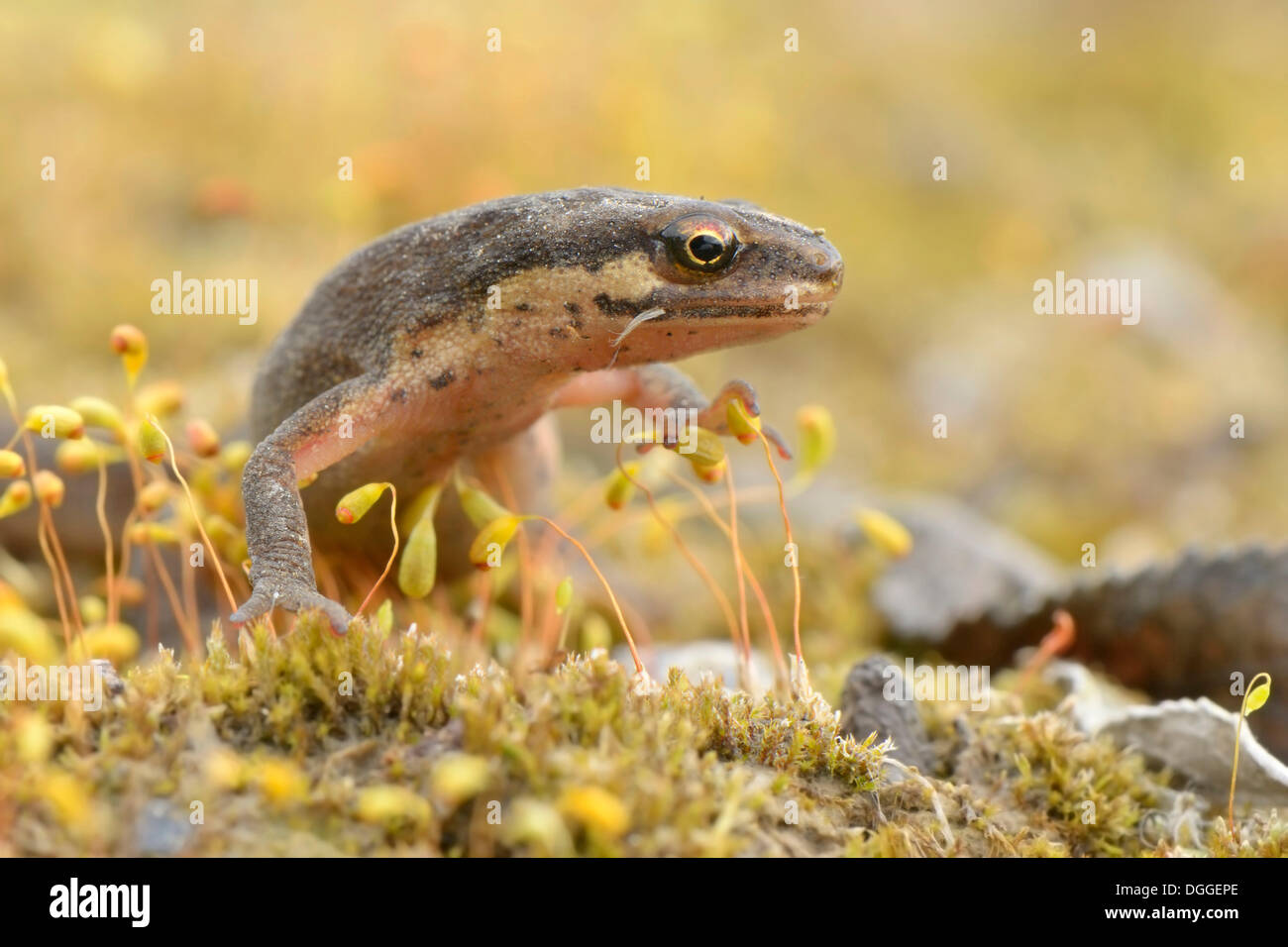 Lissotriton vulgaris true salamanders true salamander urodela -Fotos ...