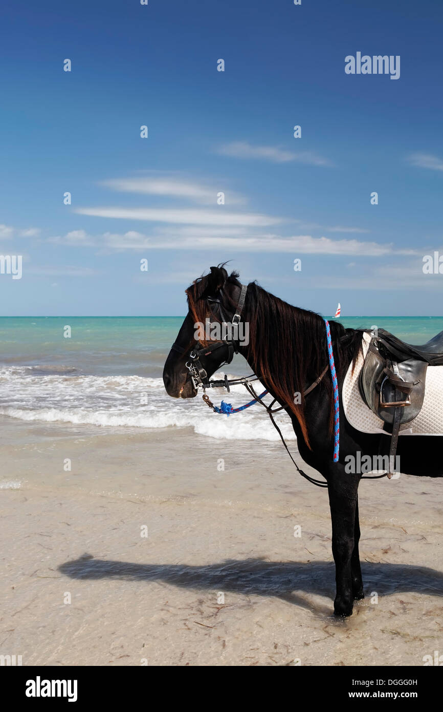 Gesattelte pferde am strand -Fotos und -Bildmaterial in hoher Auflösung ...