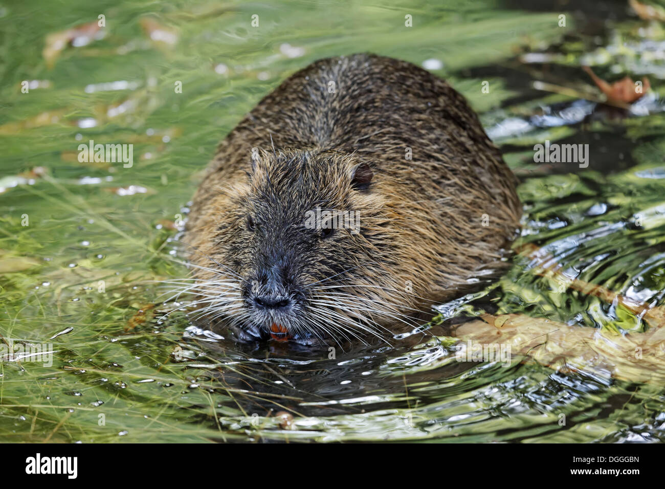 Wunderbar Biber Oder Nutria Bilder