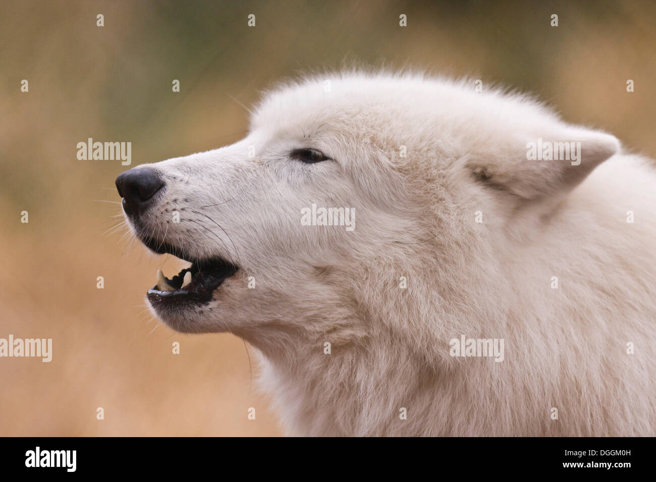 Arctic Wolf Stockfotos & Arctic Wolf Bilder - Alamy