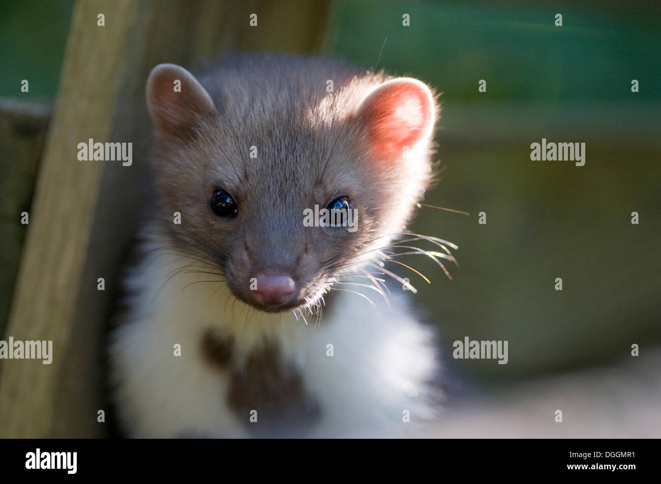 Junge Stein, Marder, Steinmarder oder weißen Brüsten Marder (Martes ...