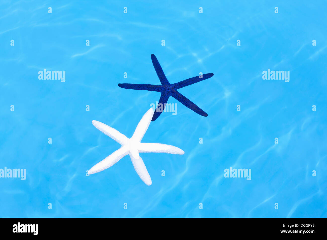 Schwimmender seestern -Fotos und -Bildmaterial in hoher Auflösung – Alamy