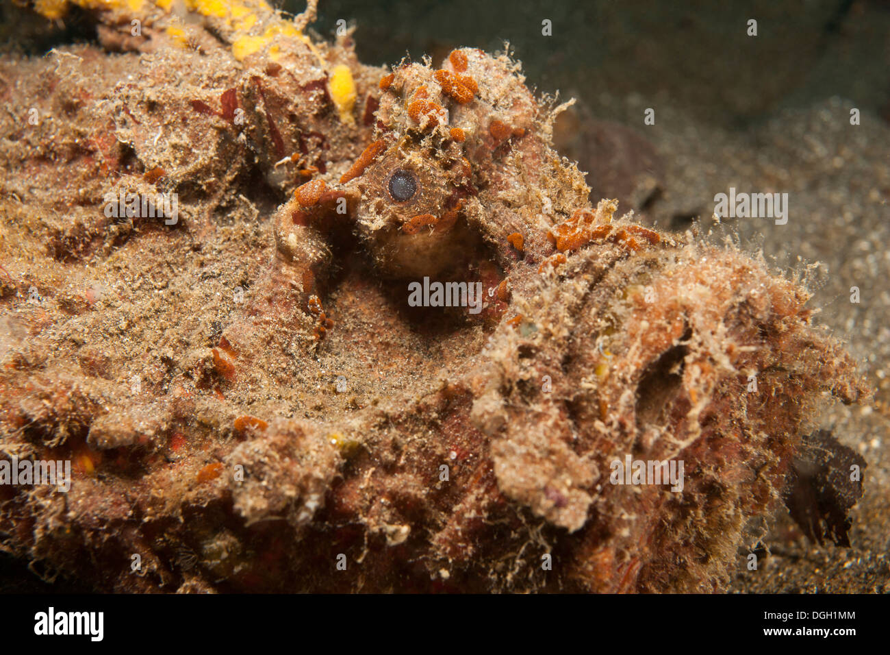 Synanceia horrida -Fotos und -Bildmaterial in hoher Auflösung – Alamy