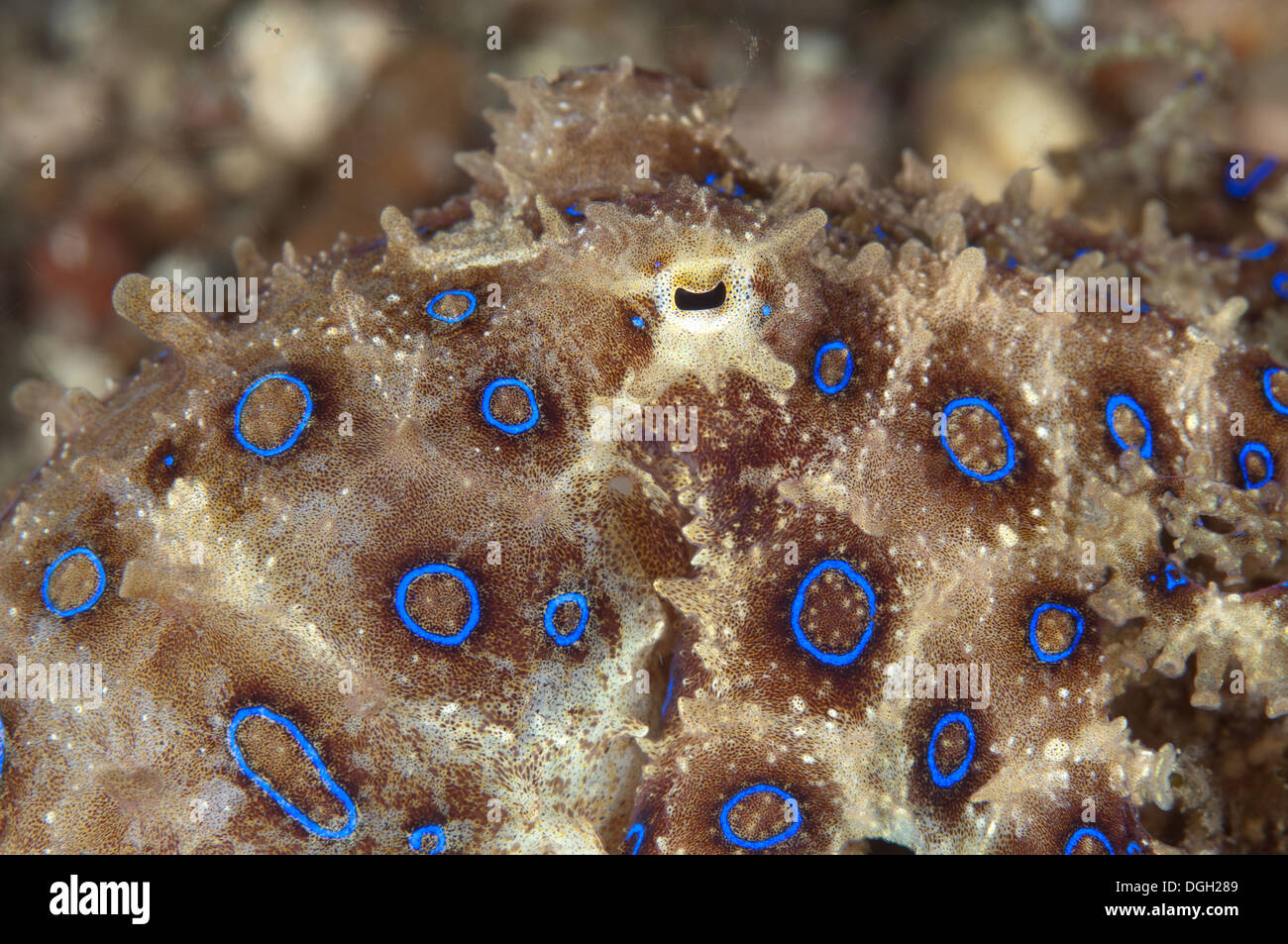 Hapalochlaena lunulata giftiger blau beringter oktopus -Fotos und ...