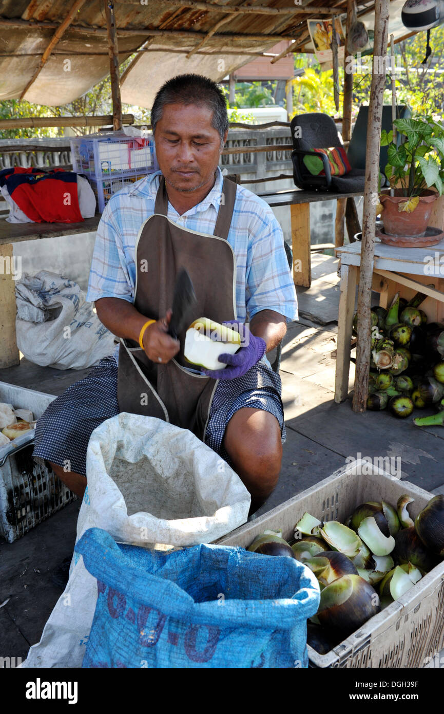 Suger palme -Fotos und -Bildmaterial in hoher Auflösung – Alamy