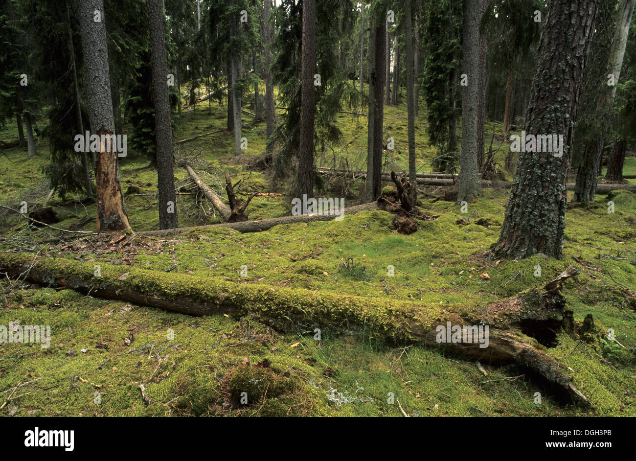 Alten borealen Nadelwald, innen mit Moos bedeckt gefallenen Baumstamm ...